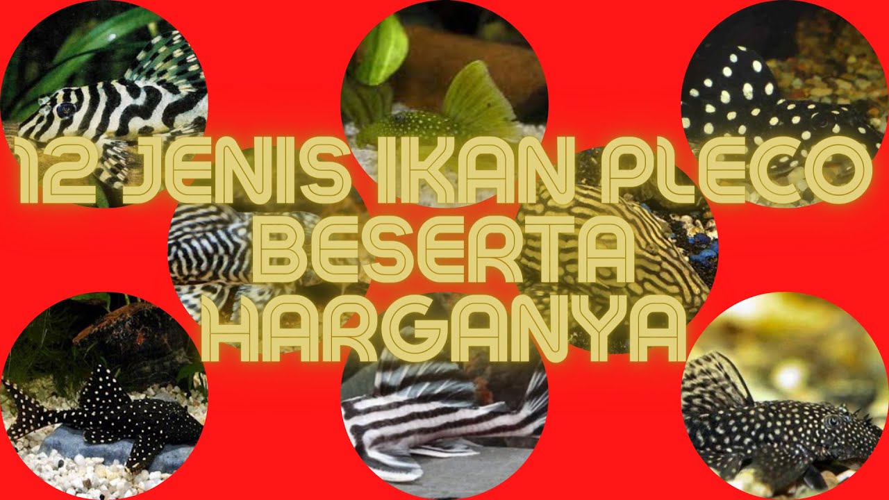 Pecinta Ikan Pleco Merapat !!! 12 Jenis Ikan Sapu-Sapu Hias (Pleco ...