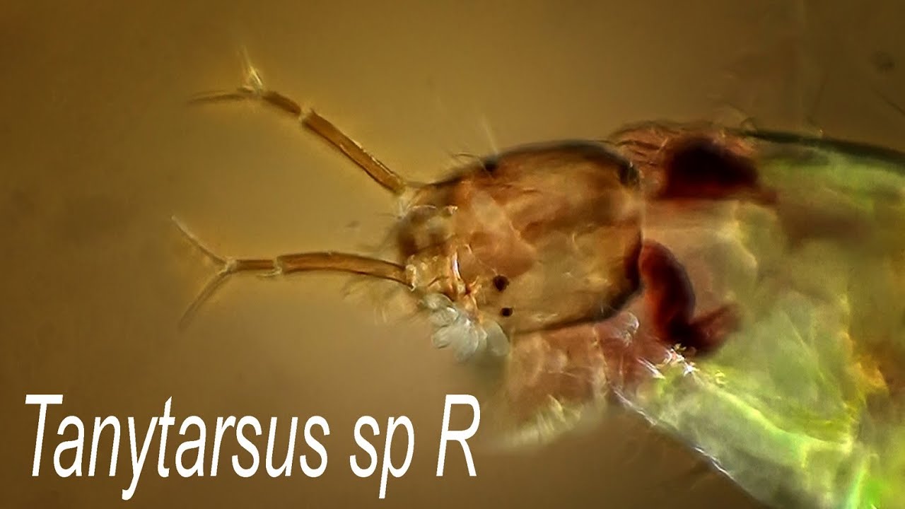 Tanytarsus sp R ? M ! - YouTube