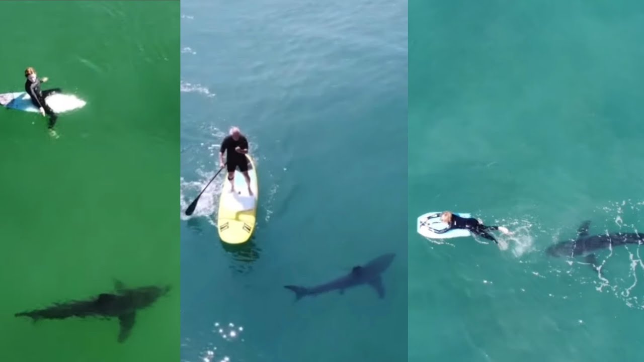 Great White Sharks but they get Increasingly Closer to Humans - YouTube