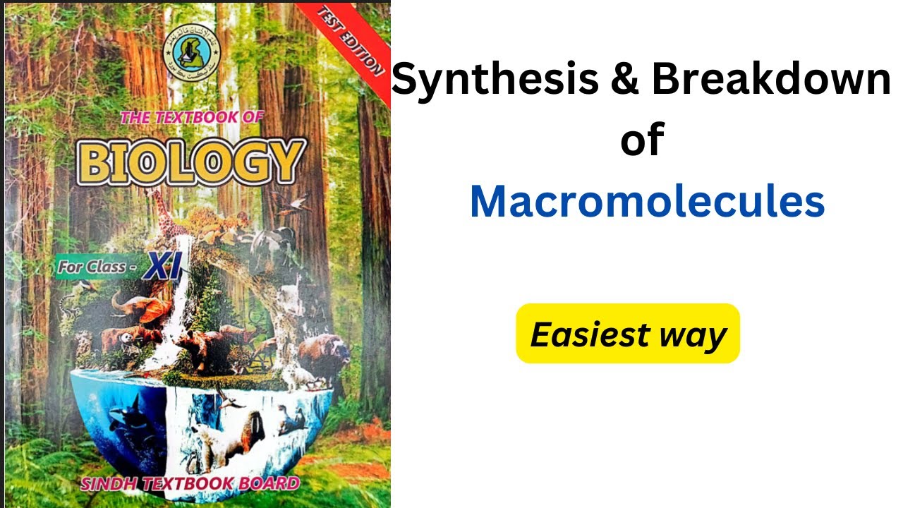 Synthesis and breakdown of macromolecule|chapter 1 Biological molecules 11th biology Sindh Board ...