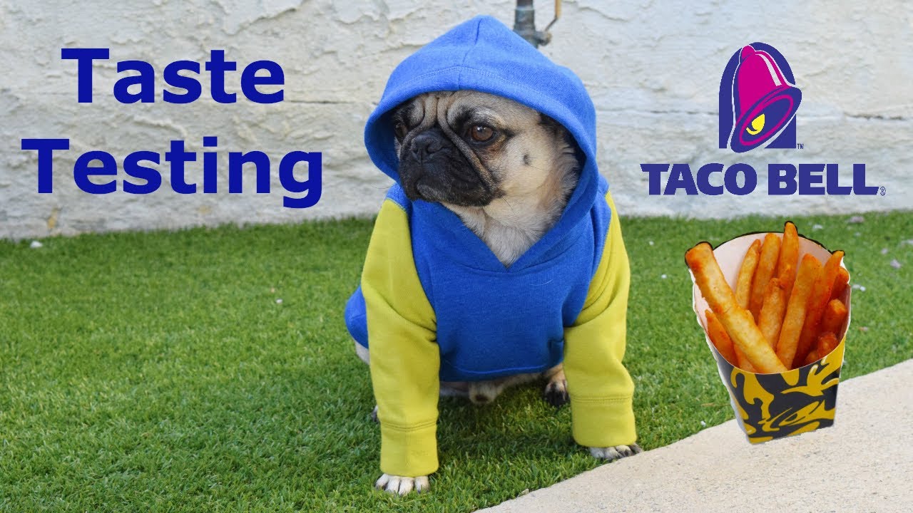 ASMR | Taste Testing Taco Bell Fries - Cute Pug Eating - YouTube
