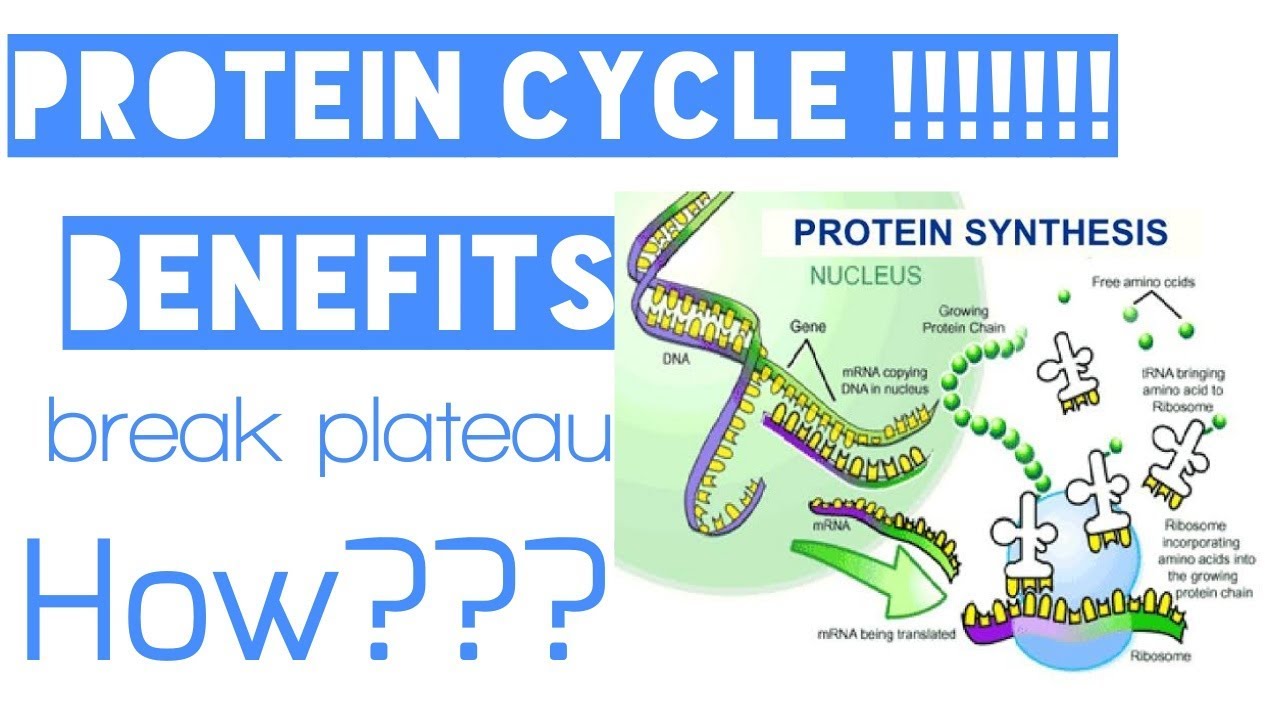 Protein fasting???? Protein cycle??? - YouTube
