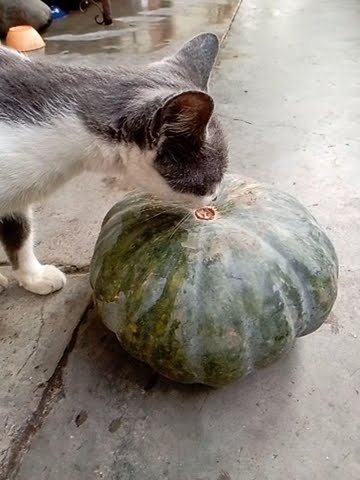 Kucing & buah Labu #cutecat #pumpkin #viralshorts - YouTube
