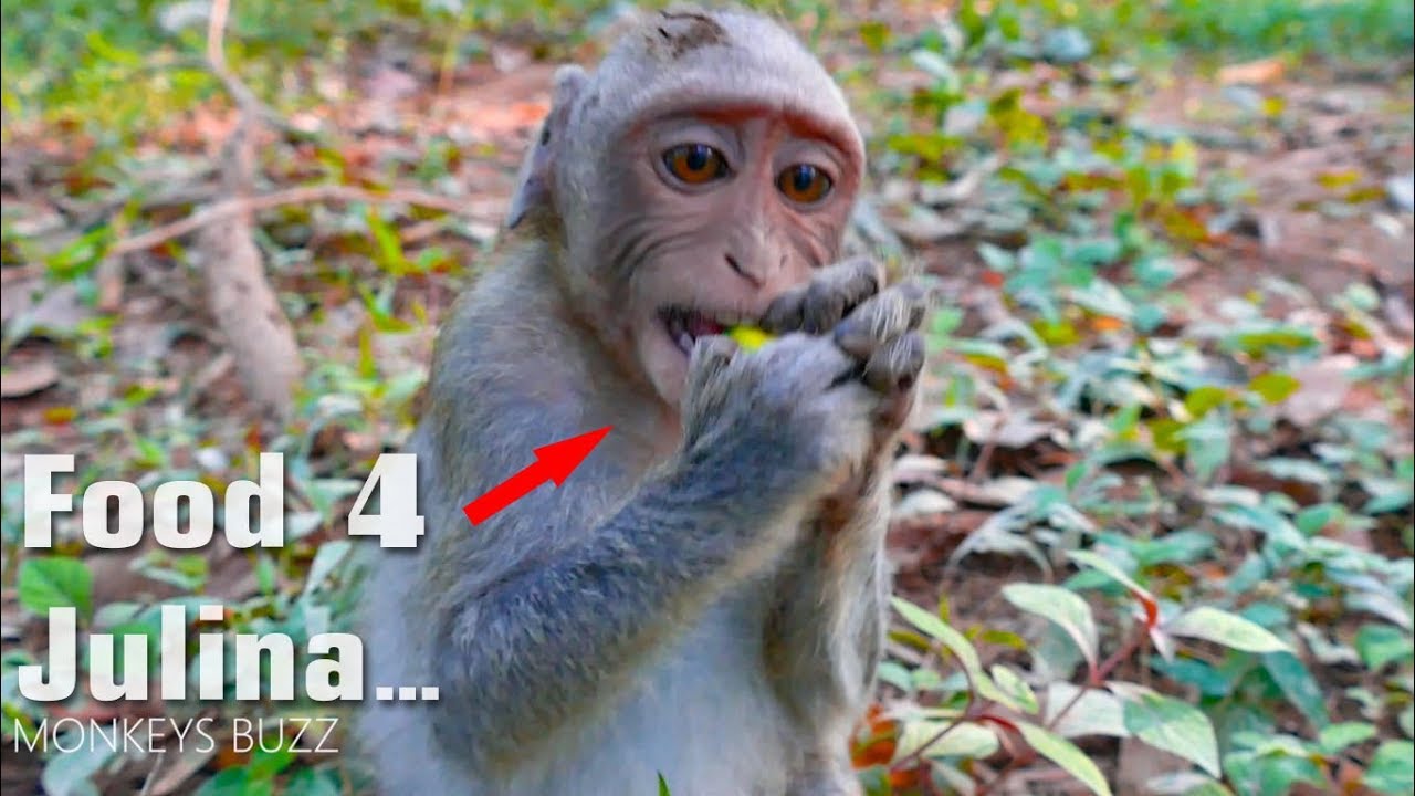 Play & Shared Some Fruit With Poorest Monkey Julina - Julina Is a Good ...