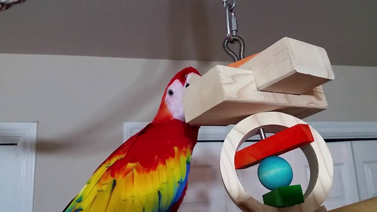 Large Bird Toy Forager - YouTube