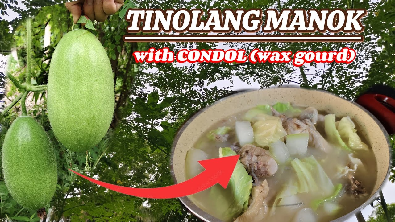 TINOLANG MANOK for lunch (filipino recipe) condol(wax gourd)is freshly ...