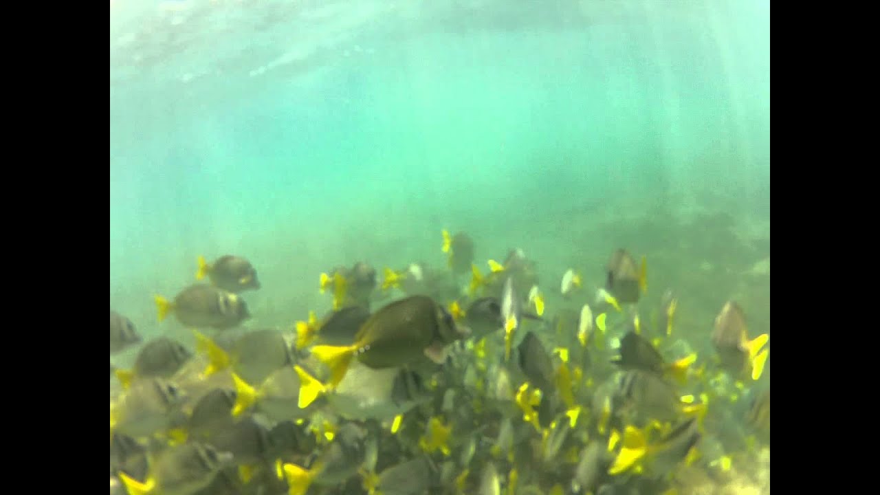 Fish in huatulco mexico on DoTerra trip - YouTube