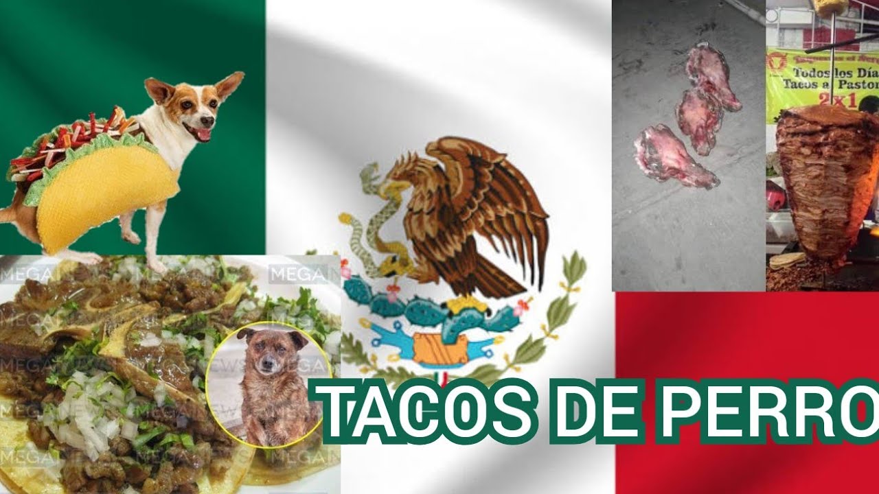 En México venden tacos con carne de perro - YouTube