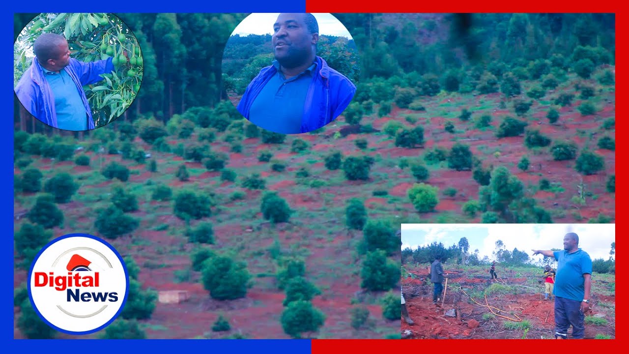 MKULIMA HUYU MKUBWA WA PARACHICHI ATOA SOMO|UNATAKA KULIMA|USIJE ...