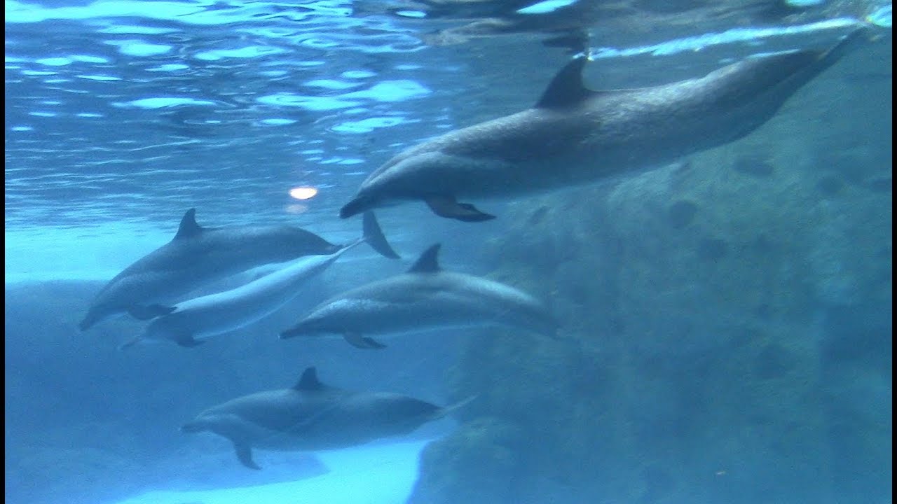 Pantropical Spotted Dolphin