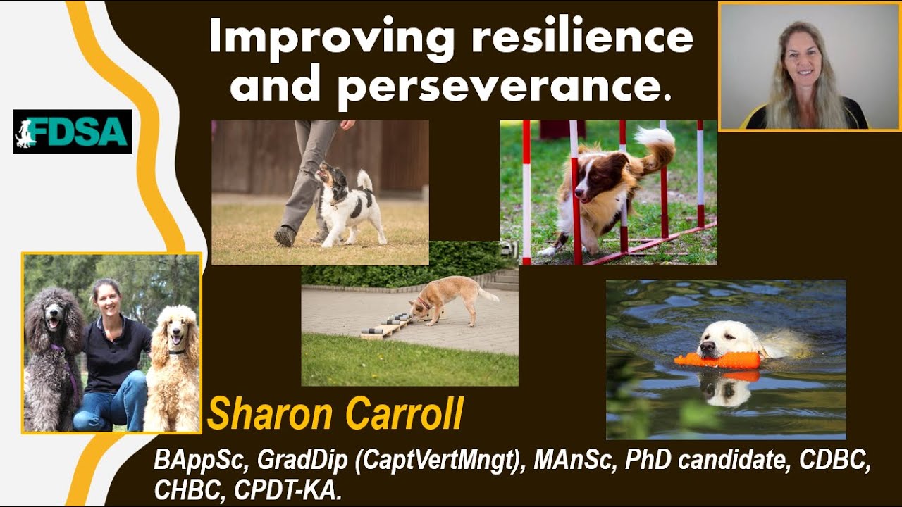Improving Resilience and Perseverance - Trailer - YouTube