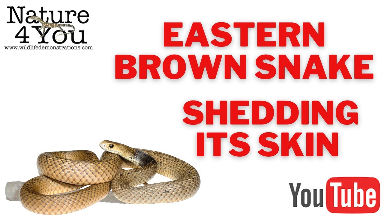 Eastern Brown Snake sloughing. - YouTube