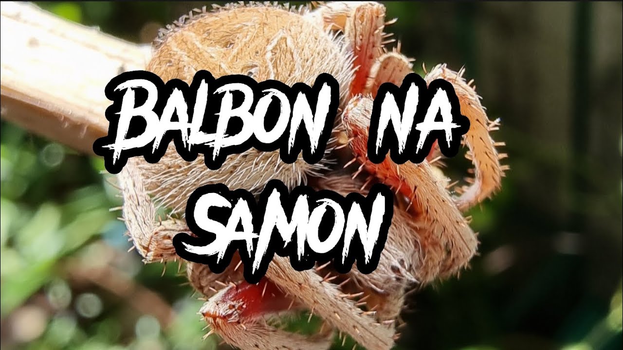 Paano Gawin Fresh Ulit ang Gagamba - Samon and Derby - YouTube