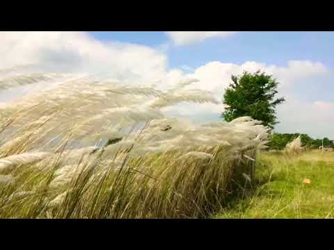 Kash Phool Time Lapse - YouTube