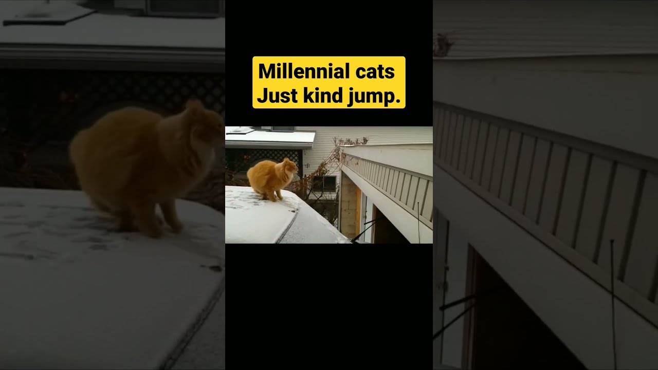 Millennial gen. cats "CRAZY" - YouTube
