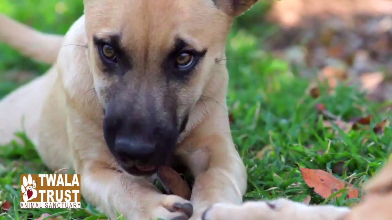 Twala Animal Sanctuary - YouTube
