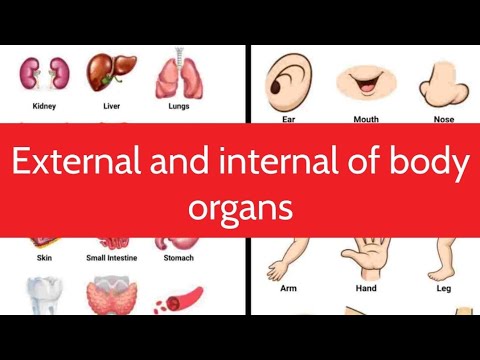 External and internal of body organ - YouTube