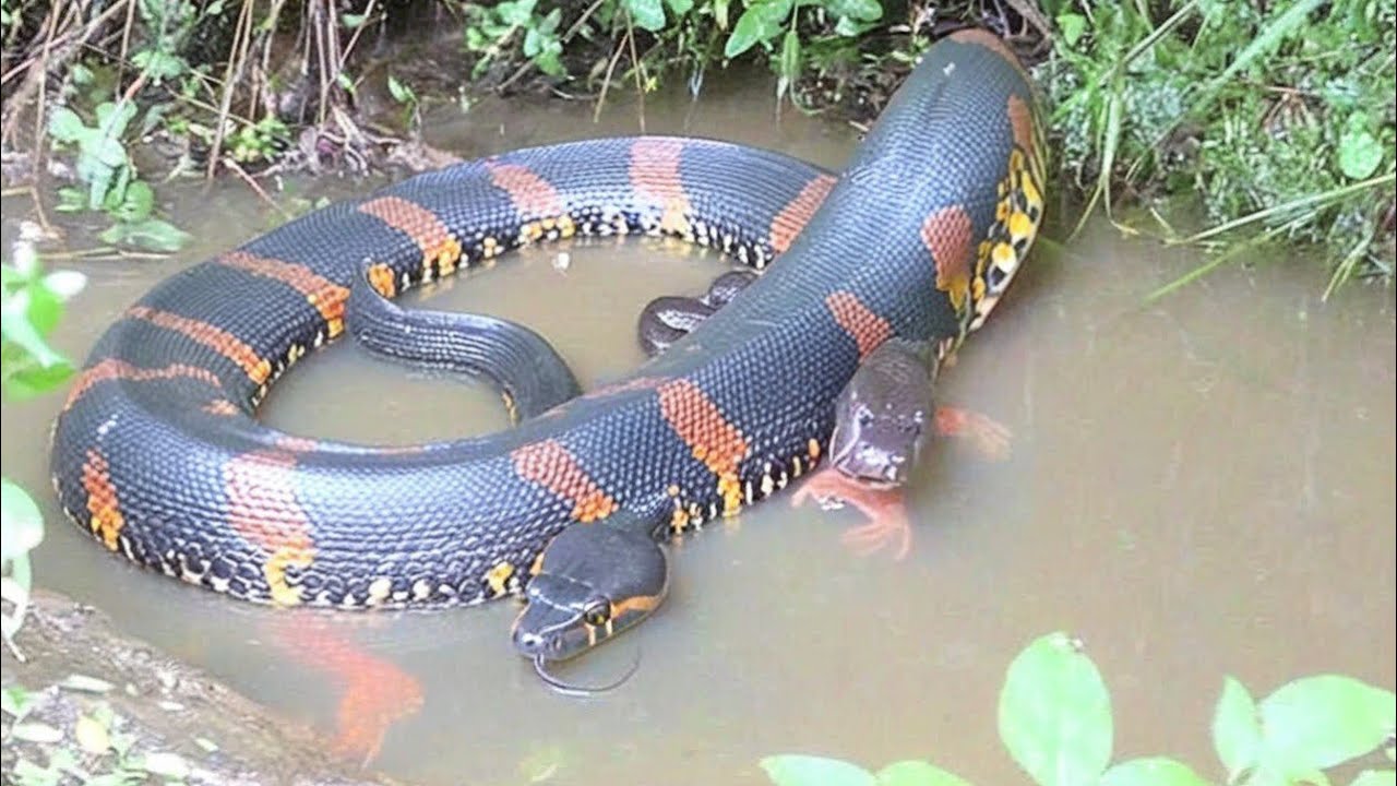 Jungle Beauty: The Most Colorful Snake You’ve Ever Seen - YouTube