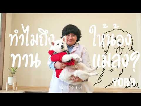 Yora Ep.2 : Haikann Vet Clinic 15 Sec