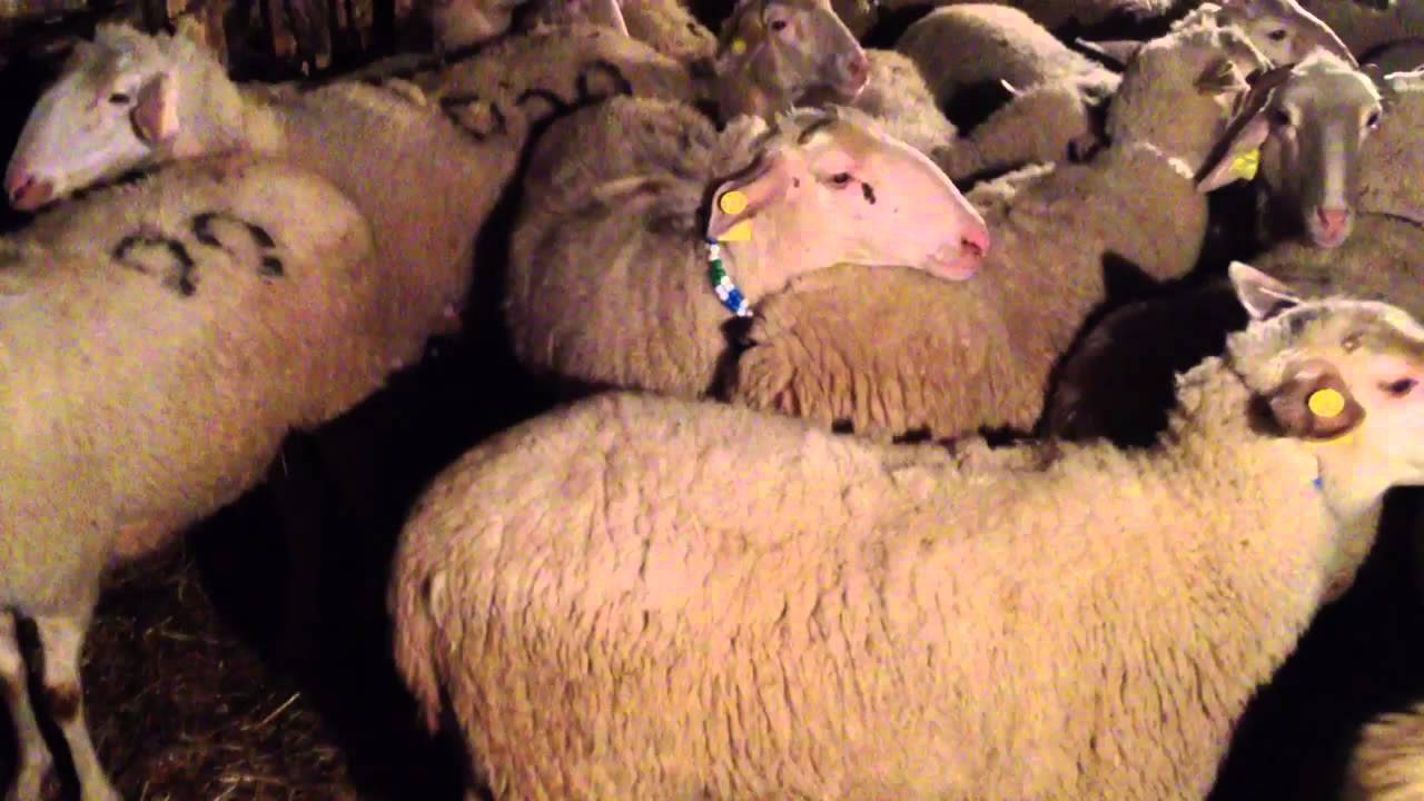 Casting sheep in Radusha - YouTube