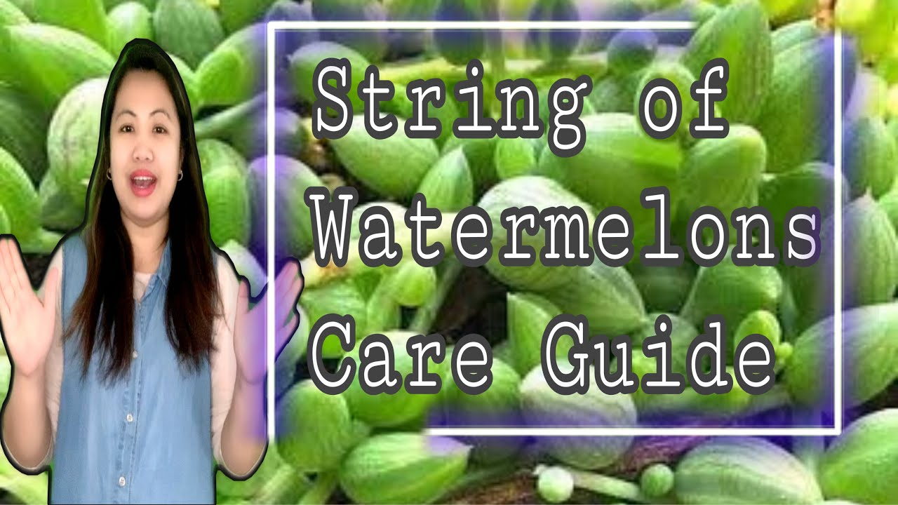 String Of Watermelons Care Guide - YouTube