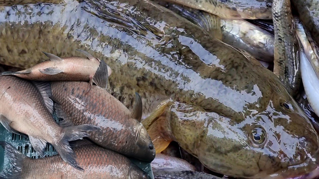 দেশি ফ্রেশ মাছ 😱 FRESH river fish | DN Eyes | Fishing video | fish ...