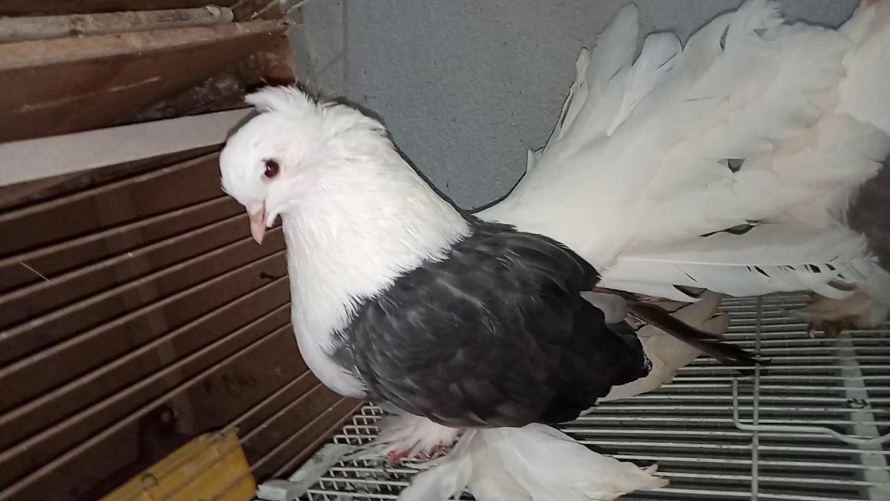 Said fes pigeon tawsi Indiana - YouTube