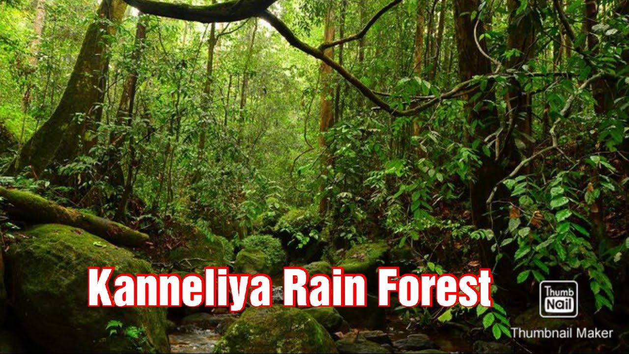 කන්නෙලිය රක්ෂිතය | Kanneliya Rain Forest | Sri Lanka - YouTube