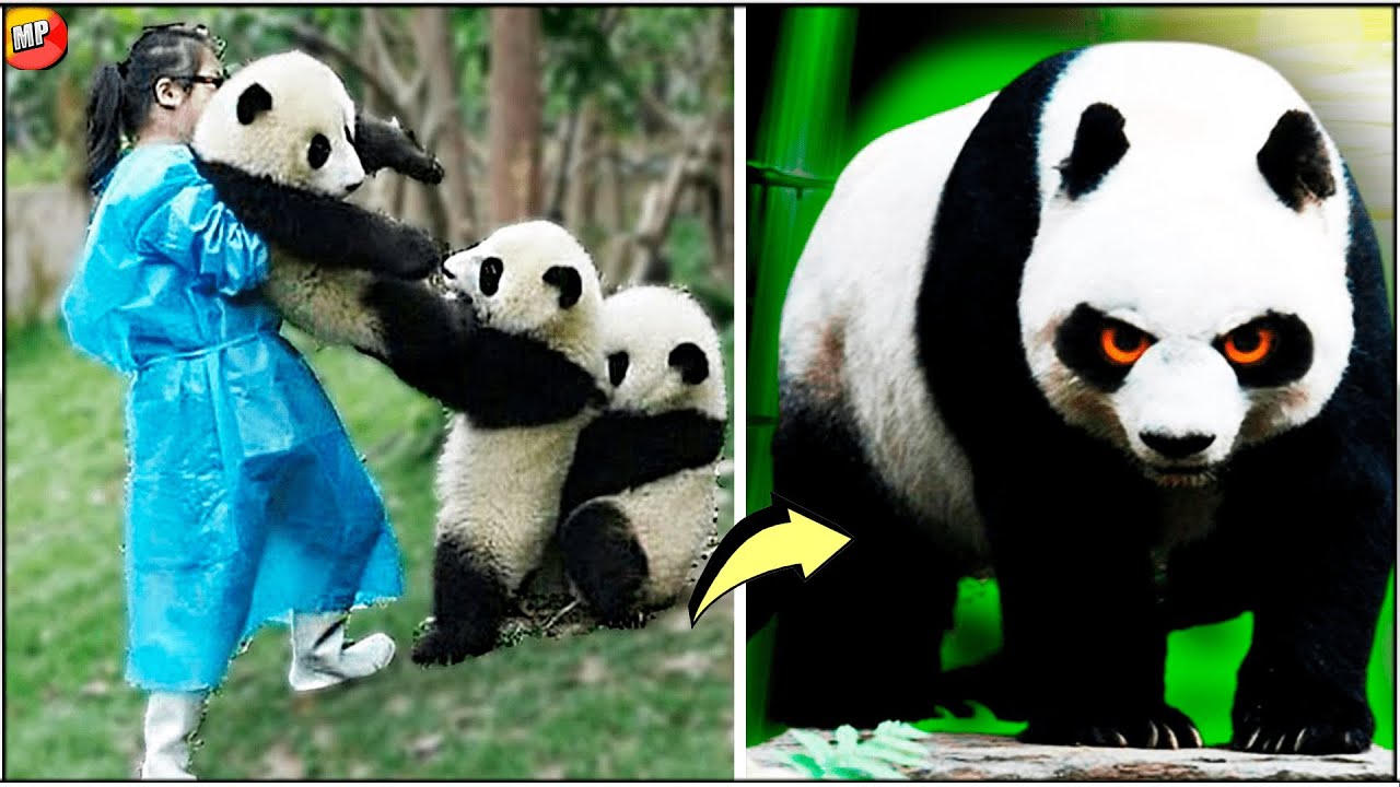 Así es la DOLOROSA VIDA de los Osos Panda... - YouTube