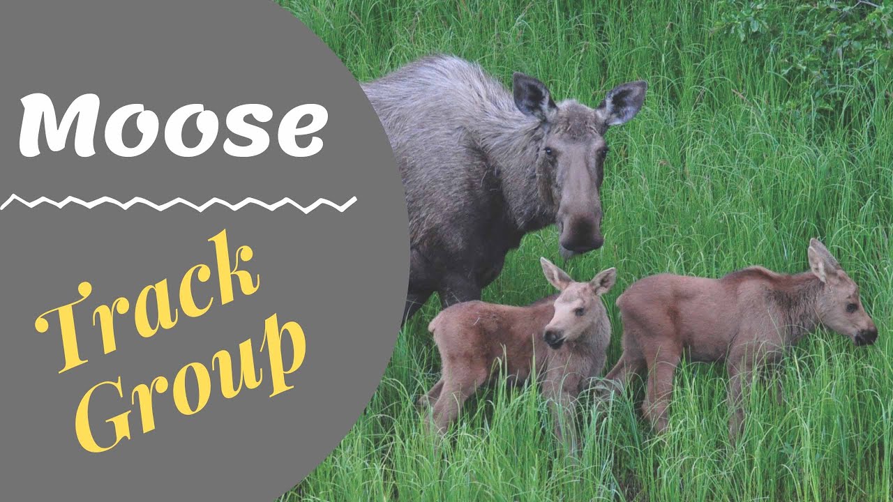Animal Tracking for Kids | Moose Group | Video 2 of 3 - YouTube