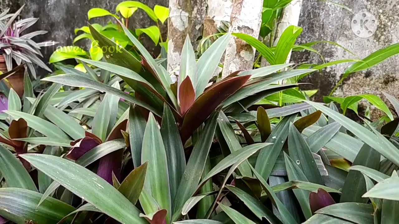 Rhoeo Plant | Beautiful Rhoeo Plants | Rhoeo Varieties - YouTube