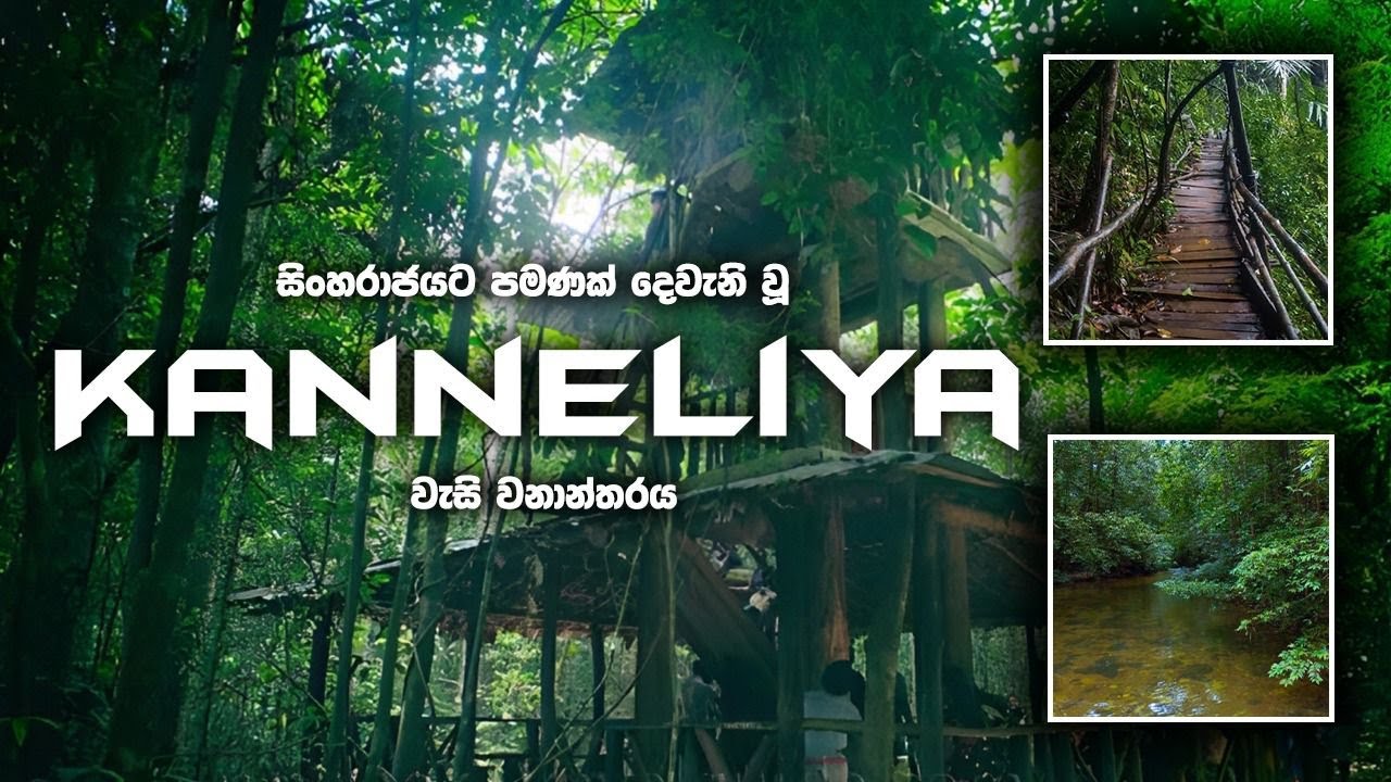 කන්නෙලිය ස්වාභාවික වැසි වනාන්තරය || Kanneliya Rain Forest Galle || VLOG ...
