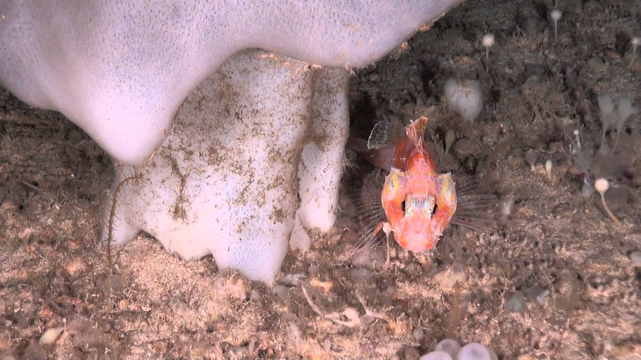 Fish Pontinus sp. and sponge Asconema setubalense - YouTube