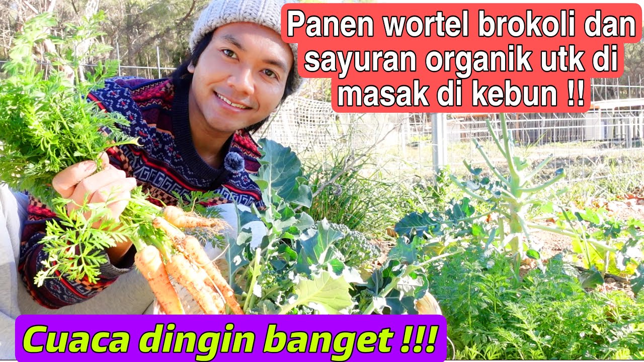 PANEN WORTEL BROKOLI DAN SAYURAN ORGANIK DI KEBUNKU!! CUACA DINGIN BANGET !! LANGSUNG MASAK ...