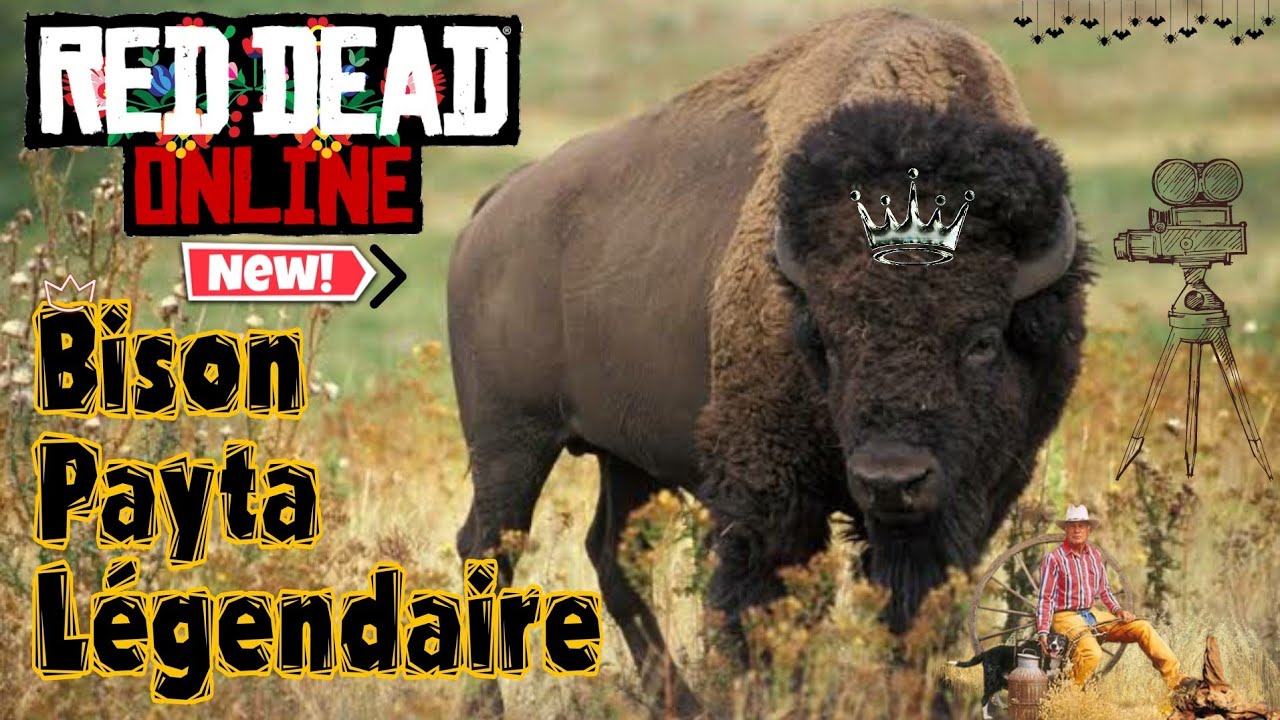 Bison Payta Légendaire , Animaux légendaire RED DEAD ONLINE - YouTube