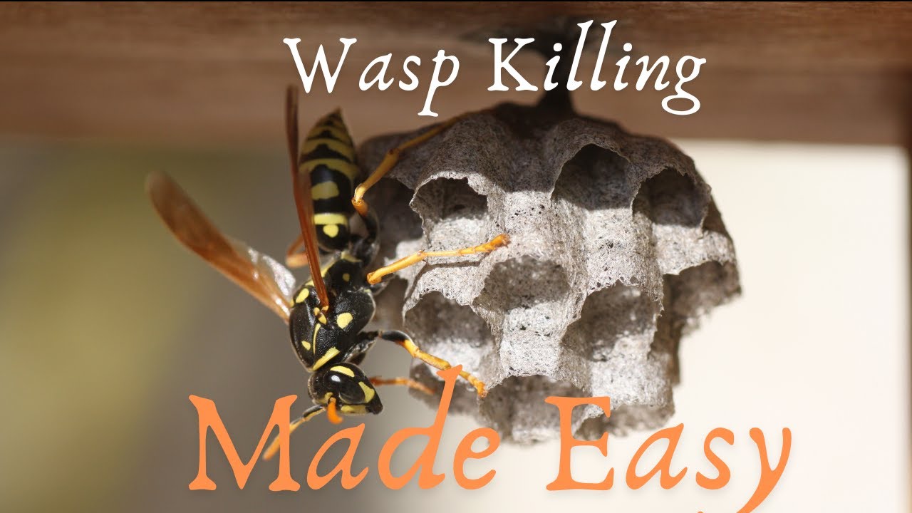 Wasp Killing Made EASY - YouTube