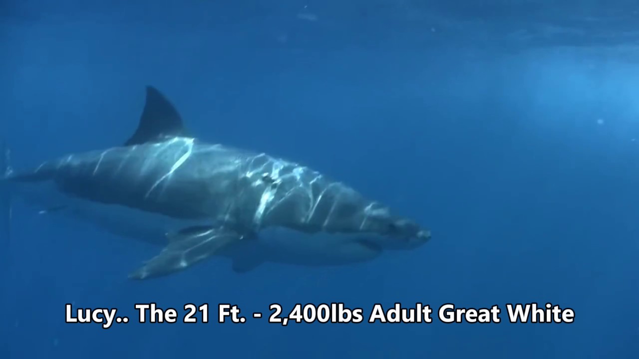 Scuba Diving the Farallon Islands California - Great White Cage Diving ...