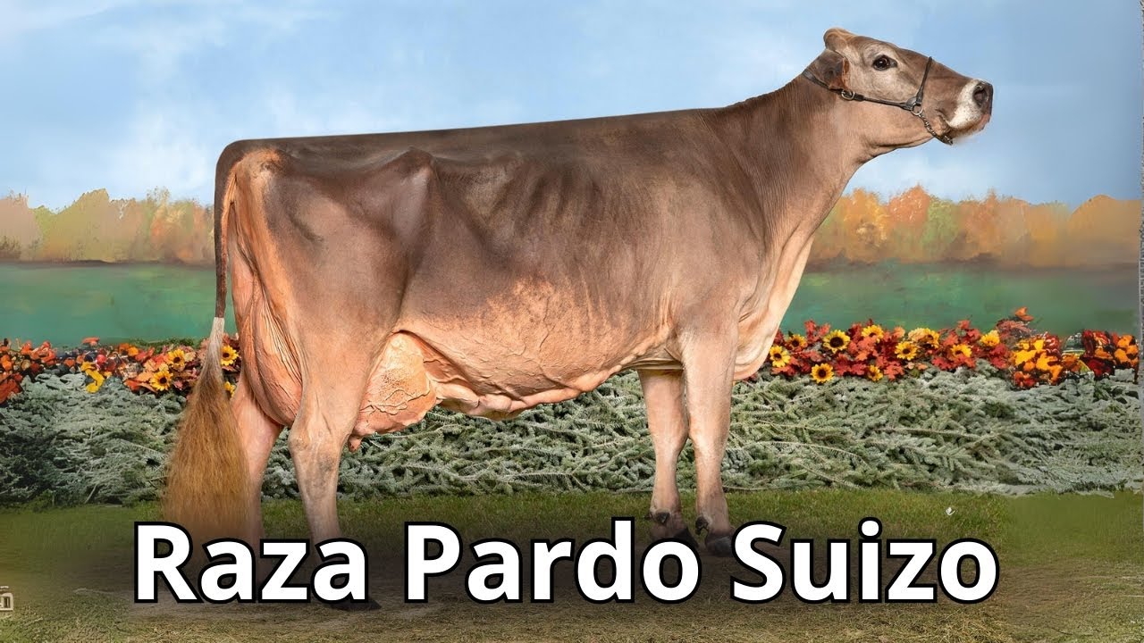 Raza Bovina Pardo Suizo. Leche, Fortaleza y Nobleza en una sola raza ...
