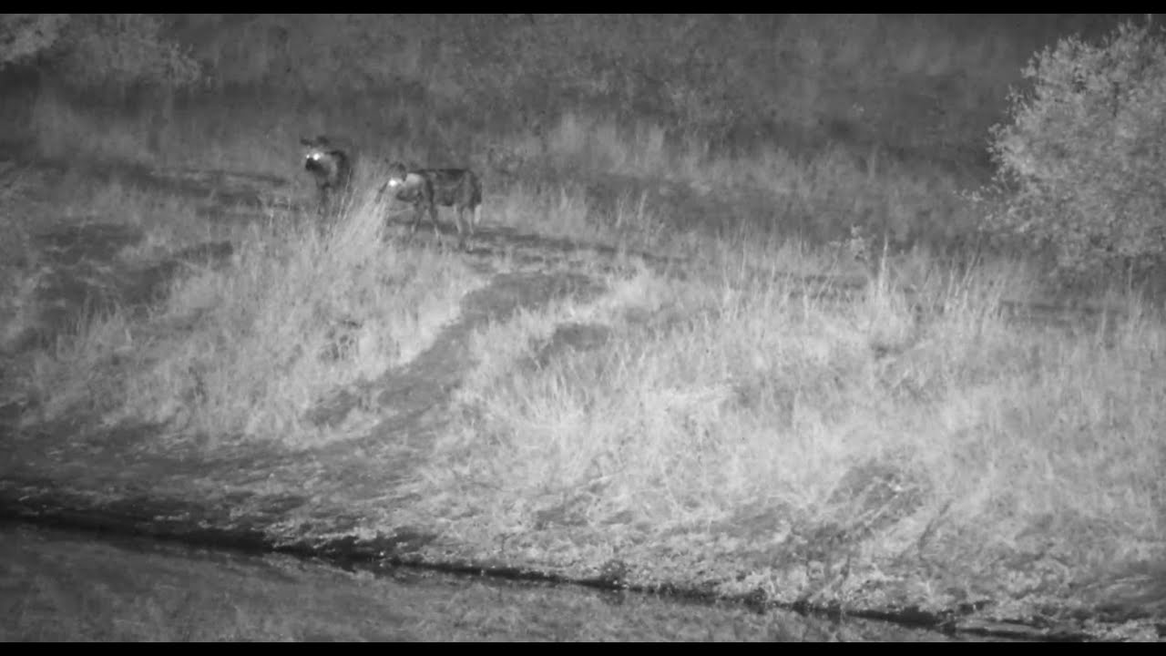 Djuma Cam: 2 Wild Dogs on the hunt 0030 CAT 5/17/25 - YouTube