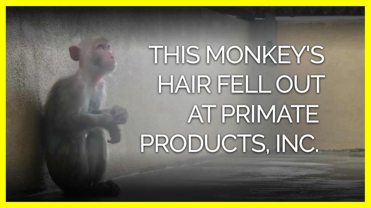 This Monkey's Hair Fell Out in Patches at Notorious Facility - YouTube