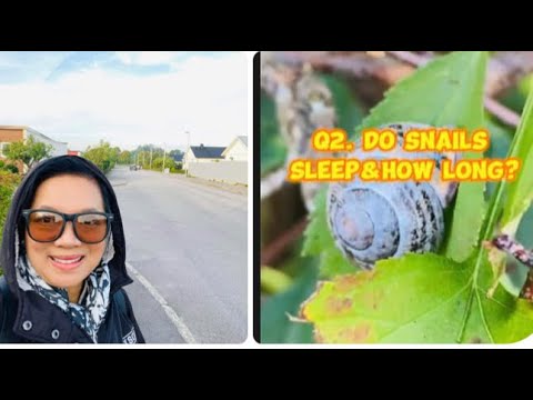 Natutulog ba ang mga “snails” o “kuhol”? Part 2 Facts&Trivia #trivia # ...
