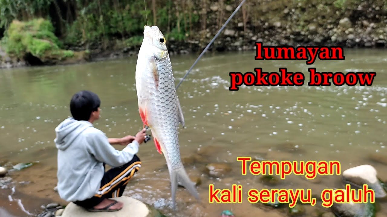 strike ikan brek di kali Serayu wonosobo wader mania - YouTube