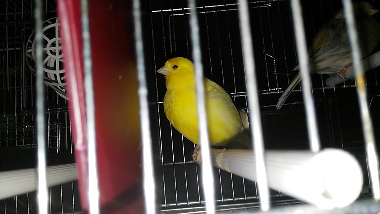 Canary bird mycoplasma - Oiseau canari mycoplasmose - YouTube