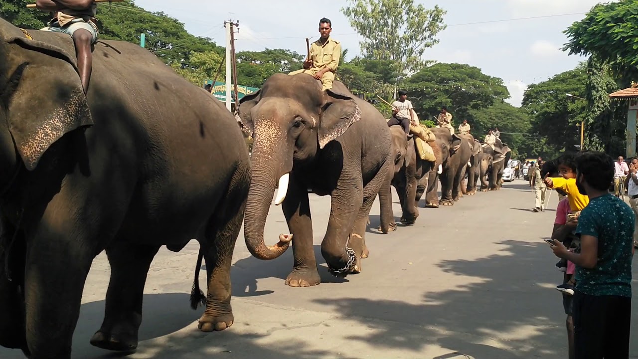 Dasara elephants - YouTube