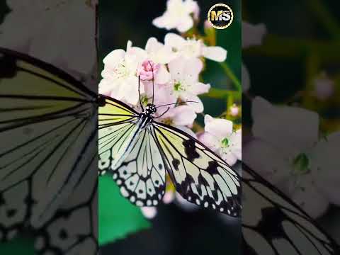 the most beautiful butterfly 🦋🦋 || new status ||beautiful butterfly whatsapp status || 2022