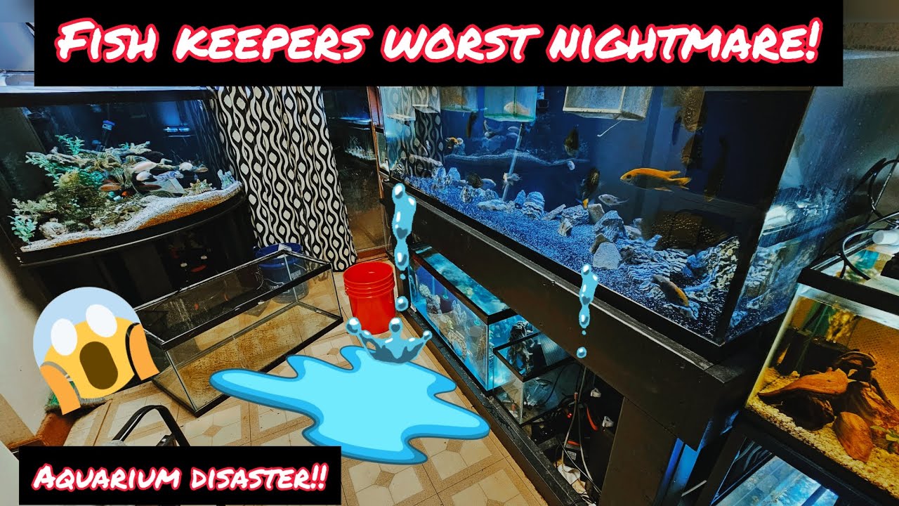 EVERY FISH KEEPERS WORST NIGHTMARE! AQUARIUM DISASTER - YouTube