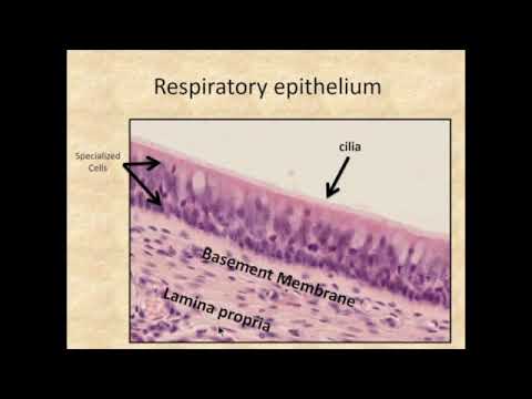 Histology of the respiratory system- Cells within the epithelium - YouTube
