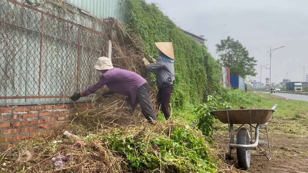 Clean up the sidewalk overgrown with weeds and vines - transform it ...