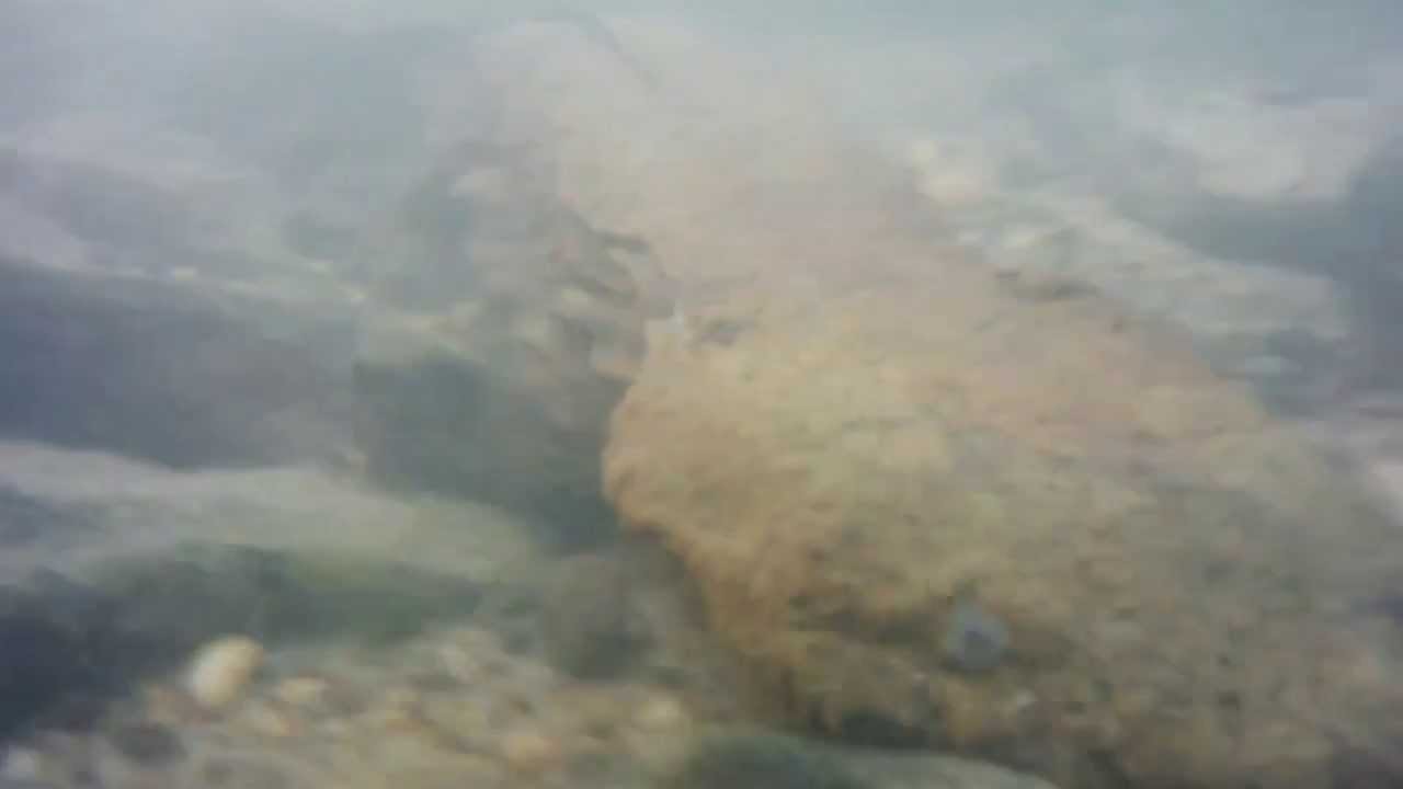 Hellbender Salamander Returning to Its Rock - YouTube
