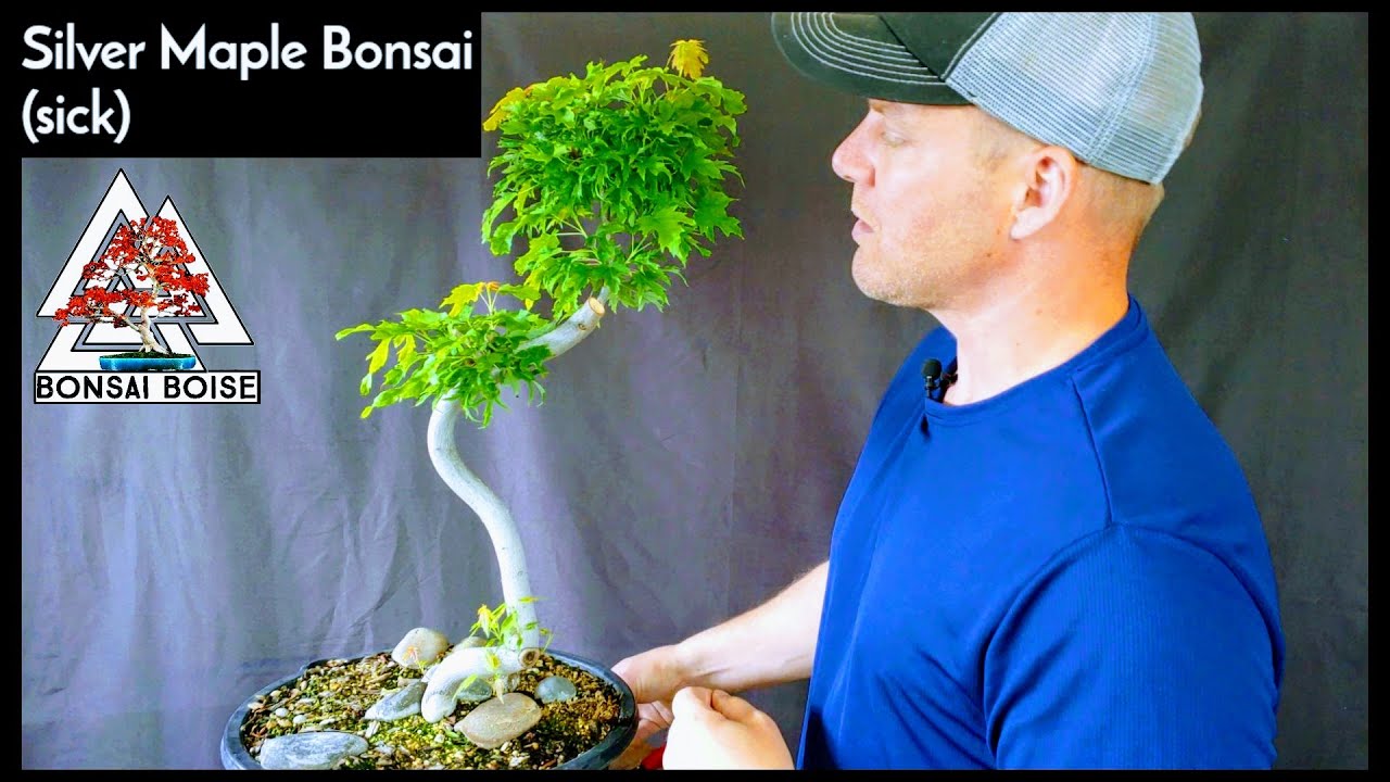 Silver Maple Bonsai #2 (sick) - YouTube